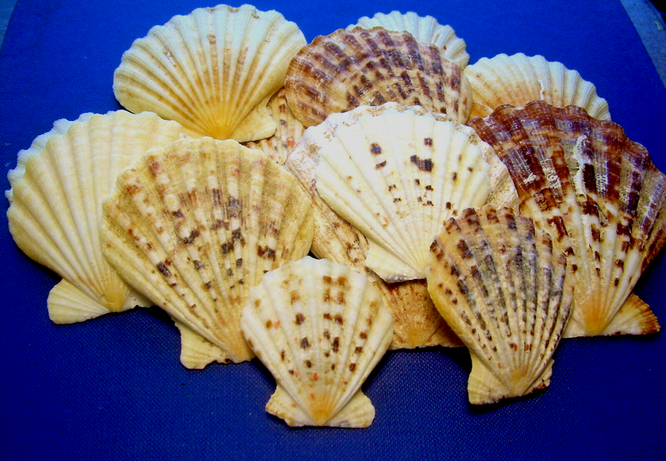 Sea Shells Pecten Radula Colorful 12 PIECE LOT 1.5" - 3.5" Genuine ...