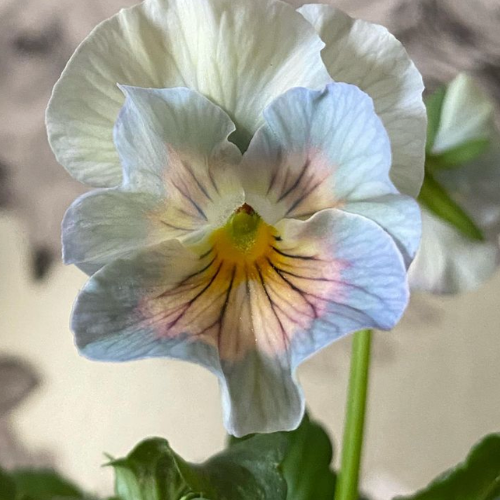 150+ Pansy Seeds (Viola) - Fragrant, Flower Seeds, Annual Seeds, Garden ...