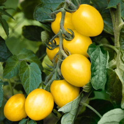 TOMATO LIMONCITO F1 - 8 SEEDS | eBay UK