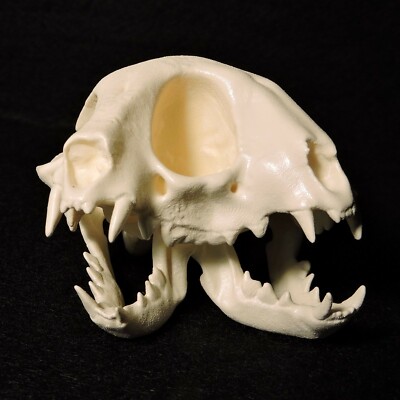 3D Printed Malformed Janus Cat Skull | eBay