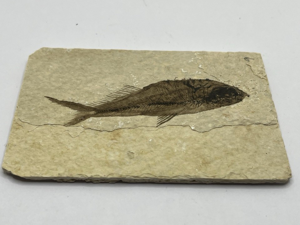 Diplomystus Fossil Fish From Wyoming USA Age-Eocene | eBay UK