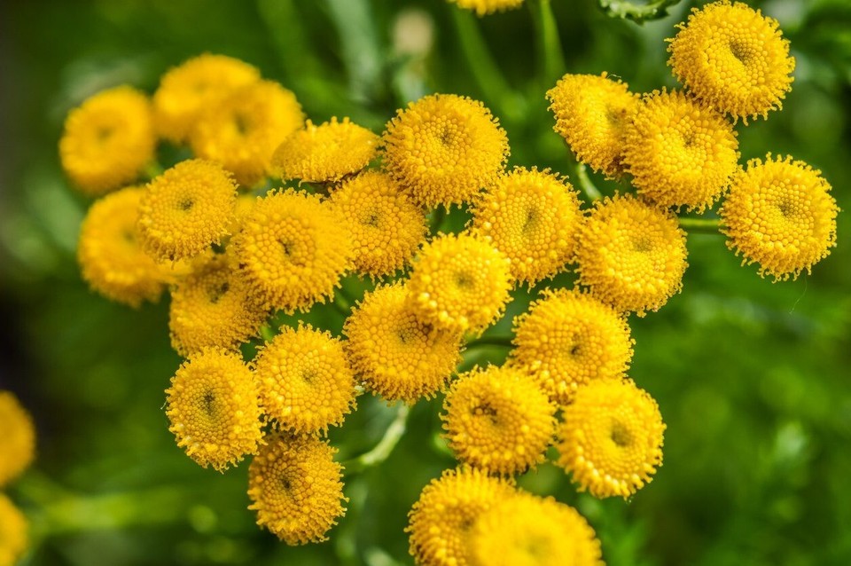 Tansy Herb Cut Tea High Quality Loose Leaves Tea Grade Herbal | eBay UK