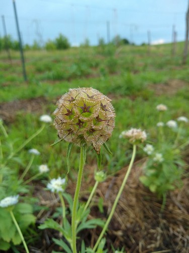 Scabiosa stellata 'Ping pong' seed ~ Paper Moon ~ Star Flower ~ dried ...