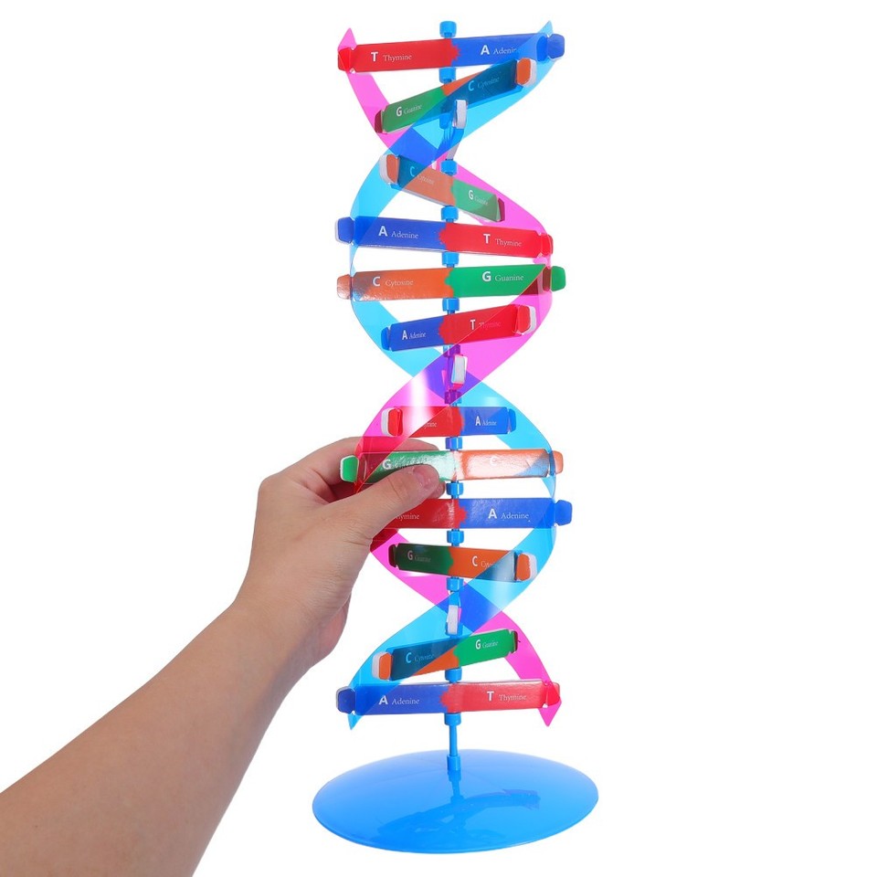 Diy Dna Model Kit Double Helix Structure Classroom Science Build Your ...