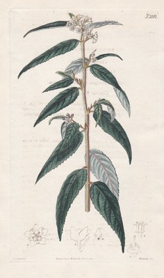 Rulingia Pannosa Australia Botany Engraving Copperplate Engraving ...