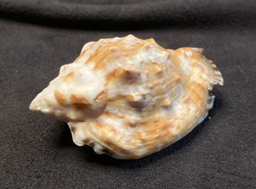 Strombidae Strombus Pipus 50.10mm Siargao Philippines | eBay