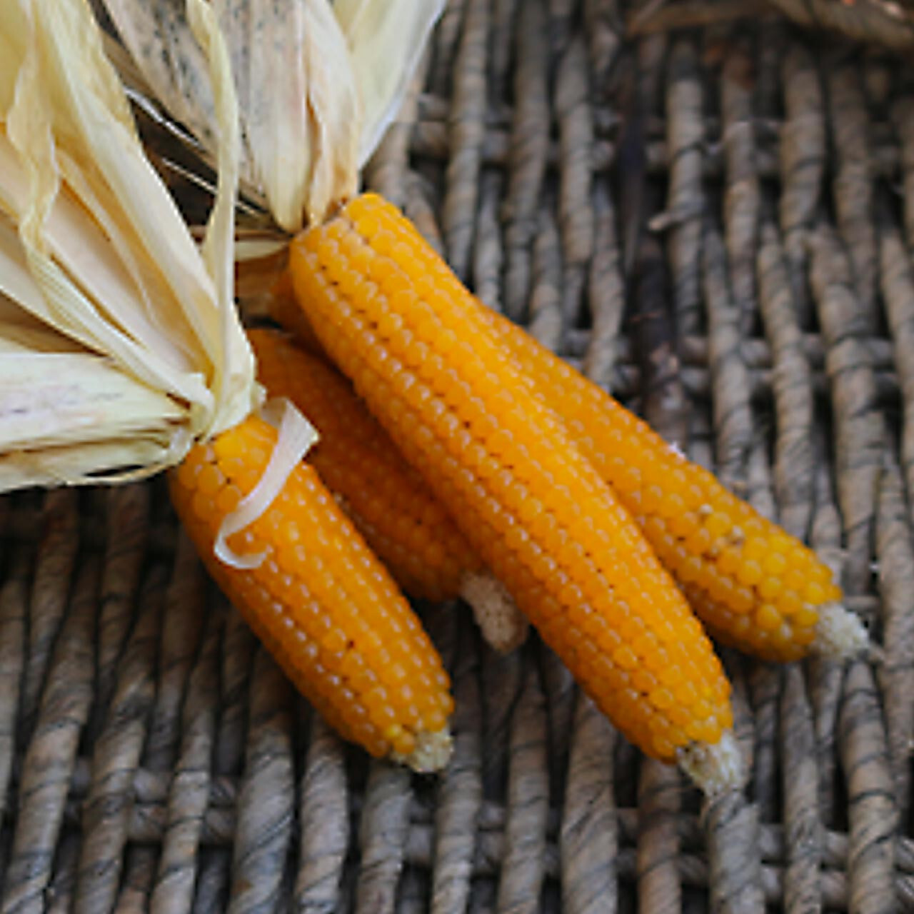 50+ LADY FINGERS POPCORN SEEDS FRESH HARVEST FOR GARDENS | eBay