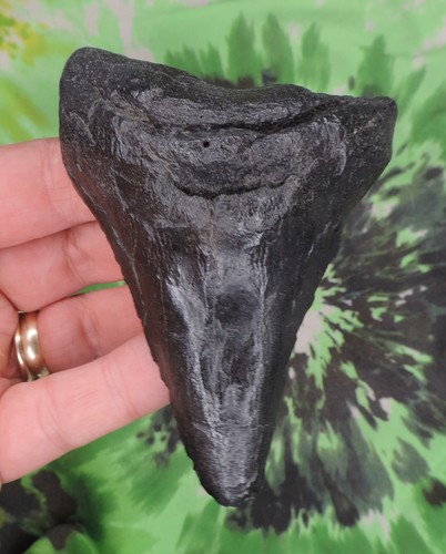 Megalodon Sharks Tooth 4" inch NO RESTORATIONS fossil sharks teeth ...