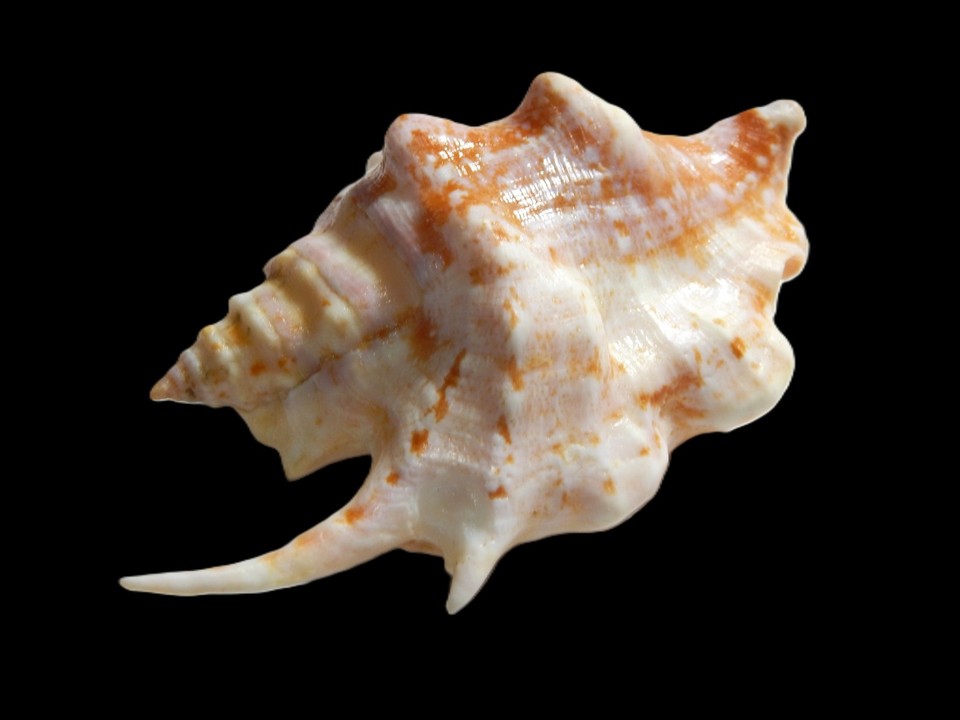 Strombus Taurus Shell 97.58 mm Large with operculum from Guam #6B | eBay