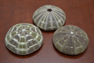 3 PCS ALFONSO SEA URCHINS SEA SHELL BEACH NAUTICAL AIR PLANT 3" - 3 1/2 ...