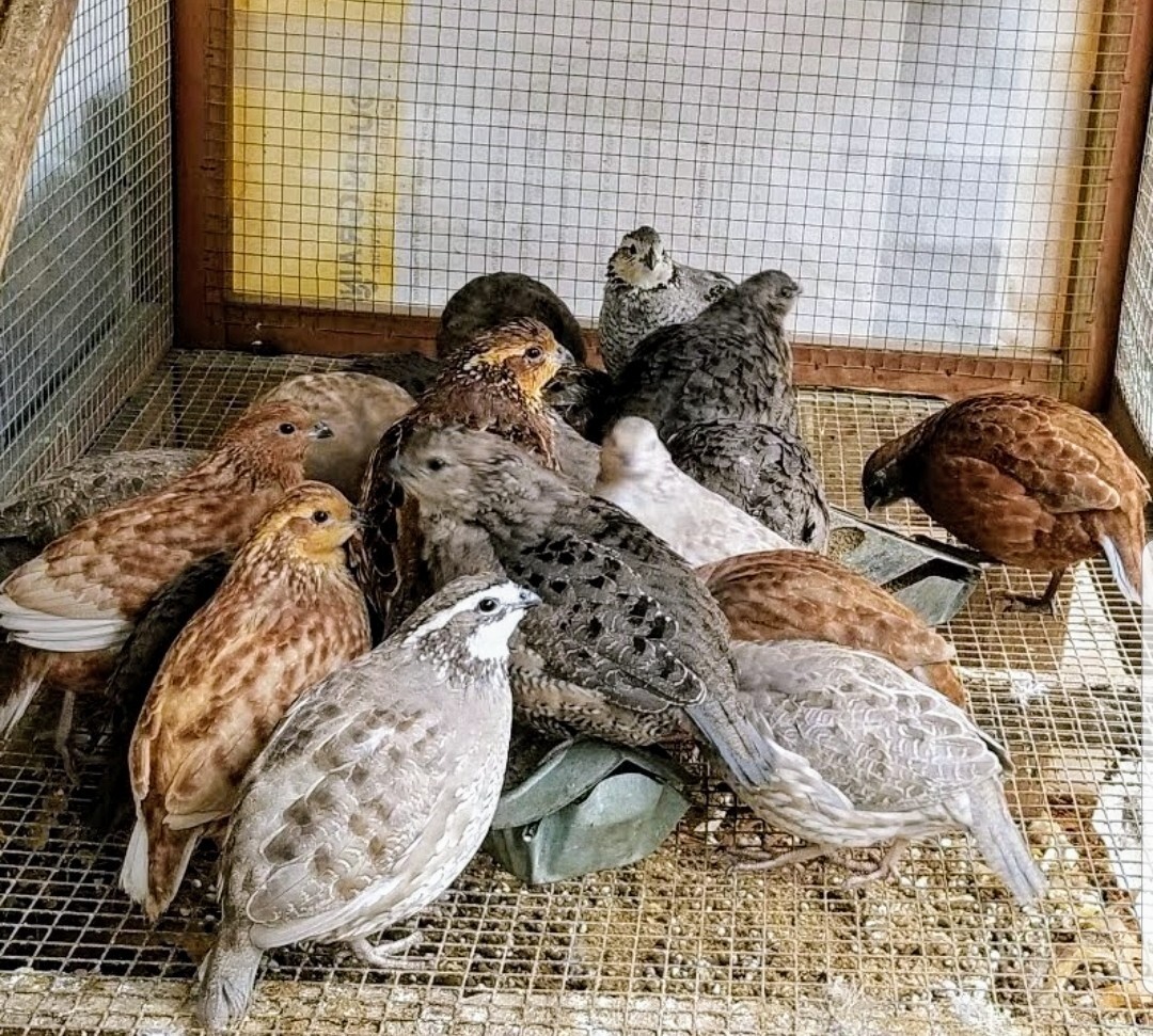 3 Dz Assorted 'Rare Colors' Bobwhite Quail Hatching Eggs | eBay