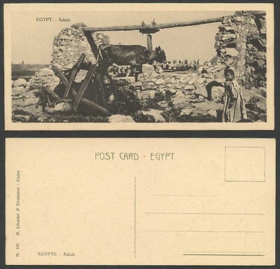 Egypt Old Postcard Sakieh Cattle Bull Ox Native Boy Sakyia Wheel ...