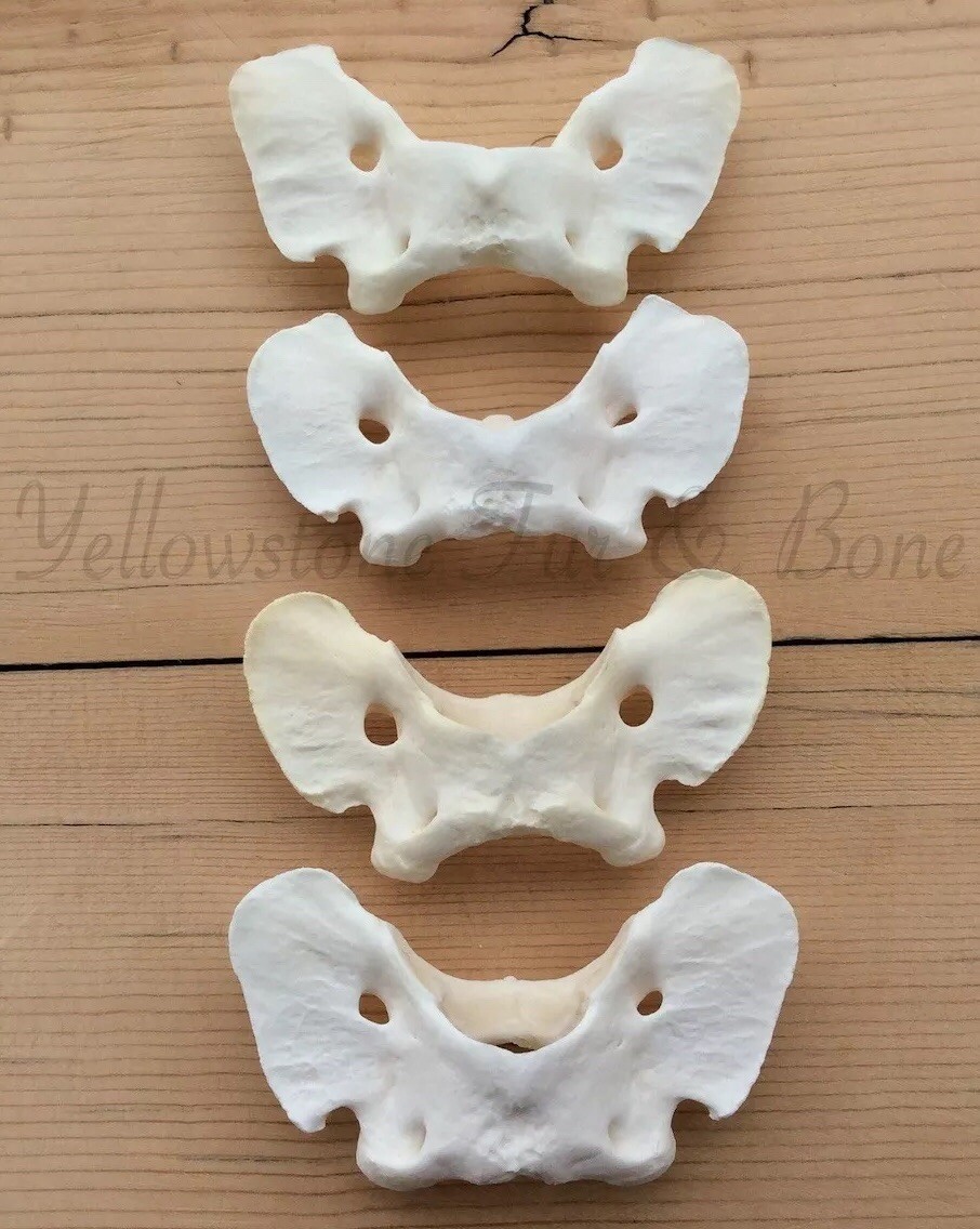 4 Coyote Atlas Vertebrae Butterfly Vertebrae Canis latrans | eBay