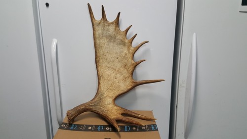 Awesome SHIRAS MOOSE ANTLERS whitetail antler deer mule antelope ...