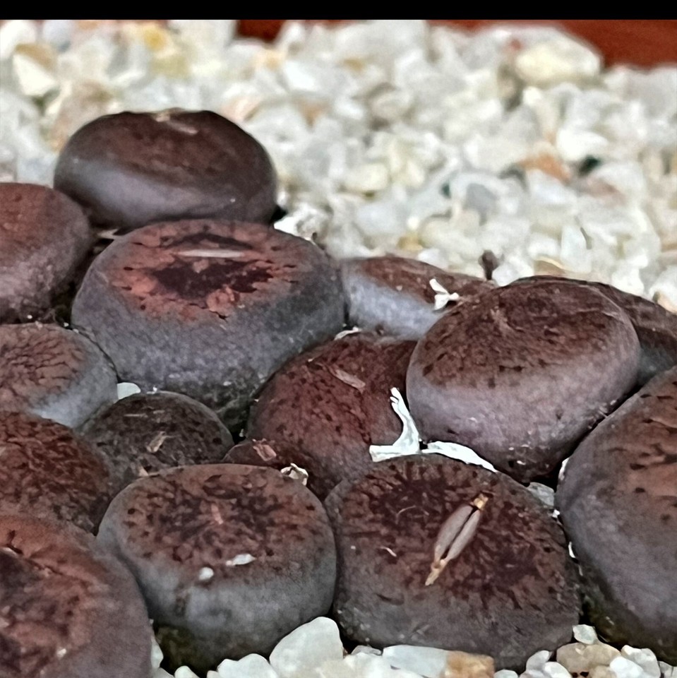 Mixed Lithops colony group Living Stones pebble plant succulent in 8cm ...