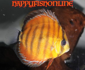 HAPPYFISHONLINE LLC | eBay Stores