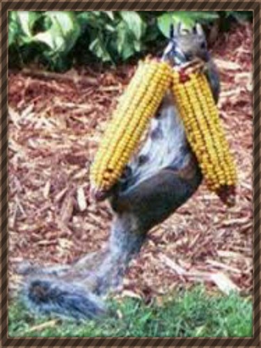 SONGBIRD ESSENTIALS SQUNGEE SQUIRREL FEEDER BUNGEE JUMPER BOUNCER ...