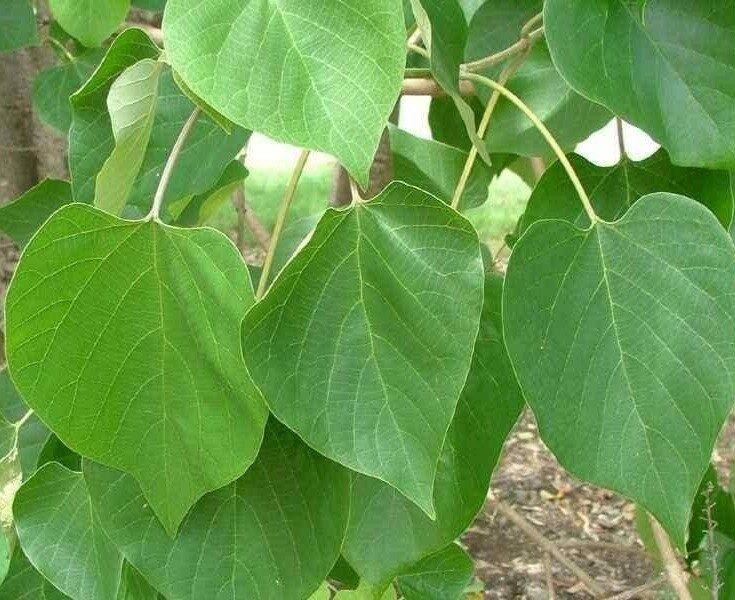 Dried Leaves Gmelina arborea Gamhar Beachwood Leaf Strong Ceylon Herbs ...