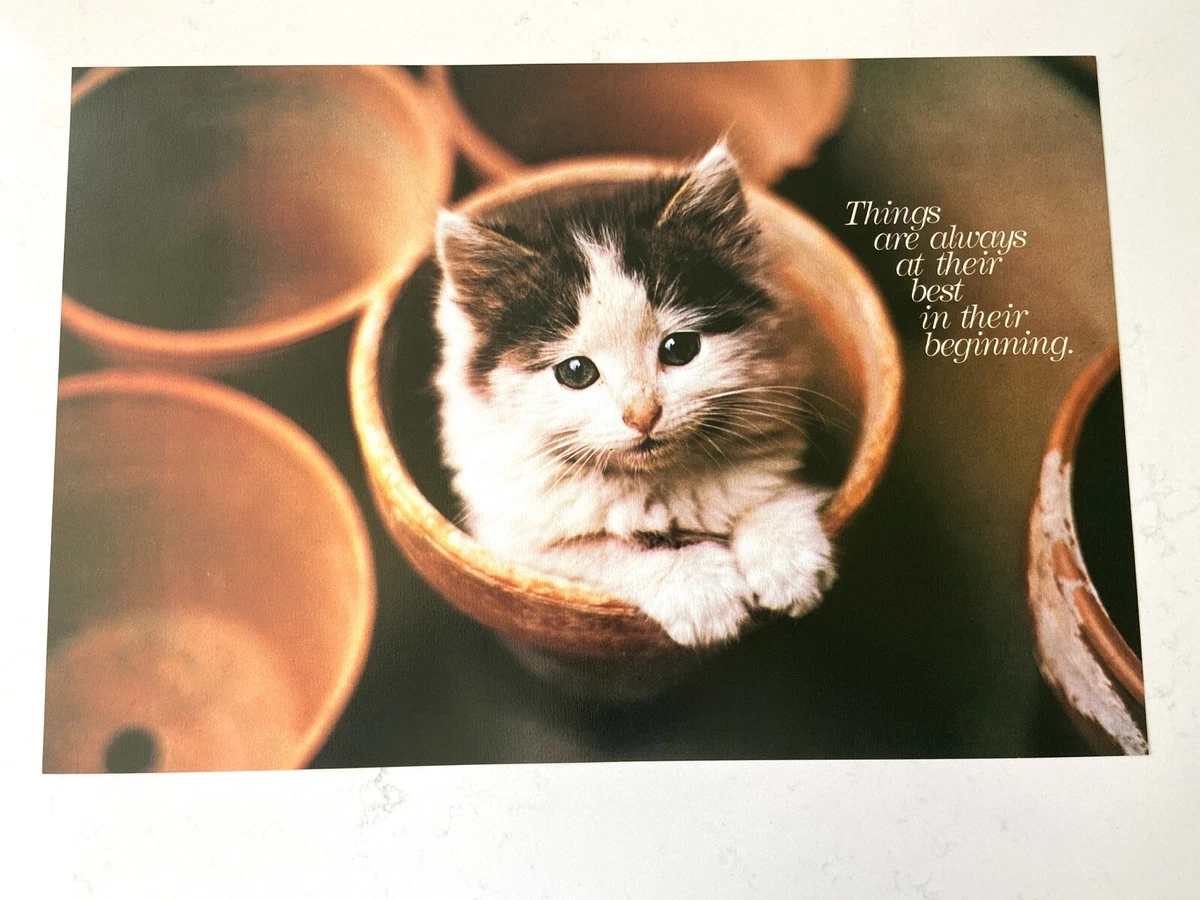 Inspirational Kitten