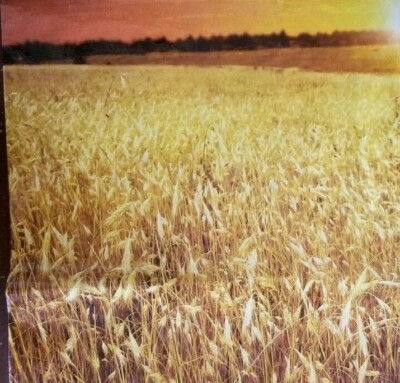 Empty Chicken Grain Feed Woven Plastic Sack Crafts Art Repurpose Yard ...