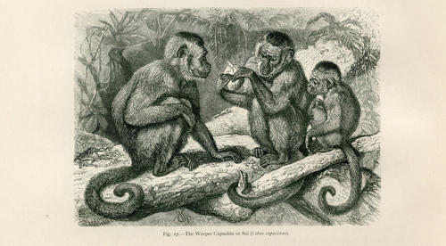 WEEPER CAPUCHIN MONKEY ANTIQUE 1885 ANIMAL ENGRAVING ART PRINT | eBay UK