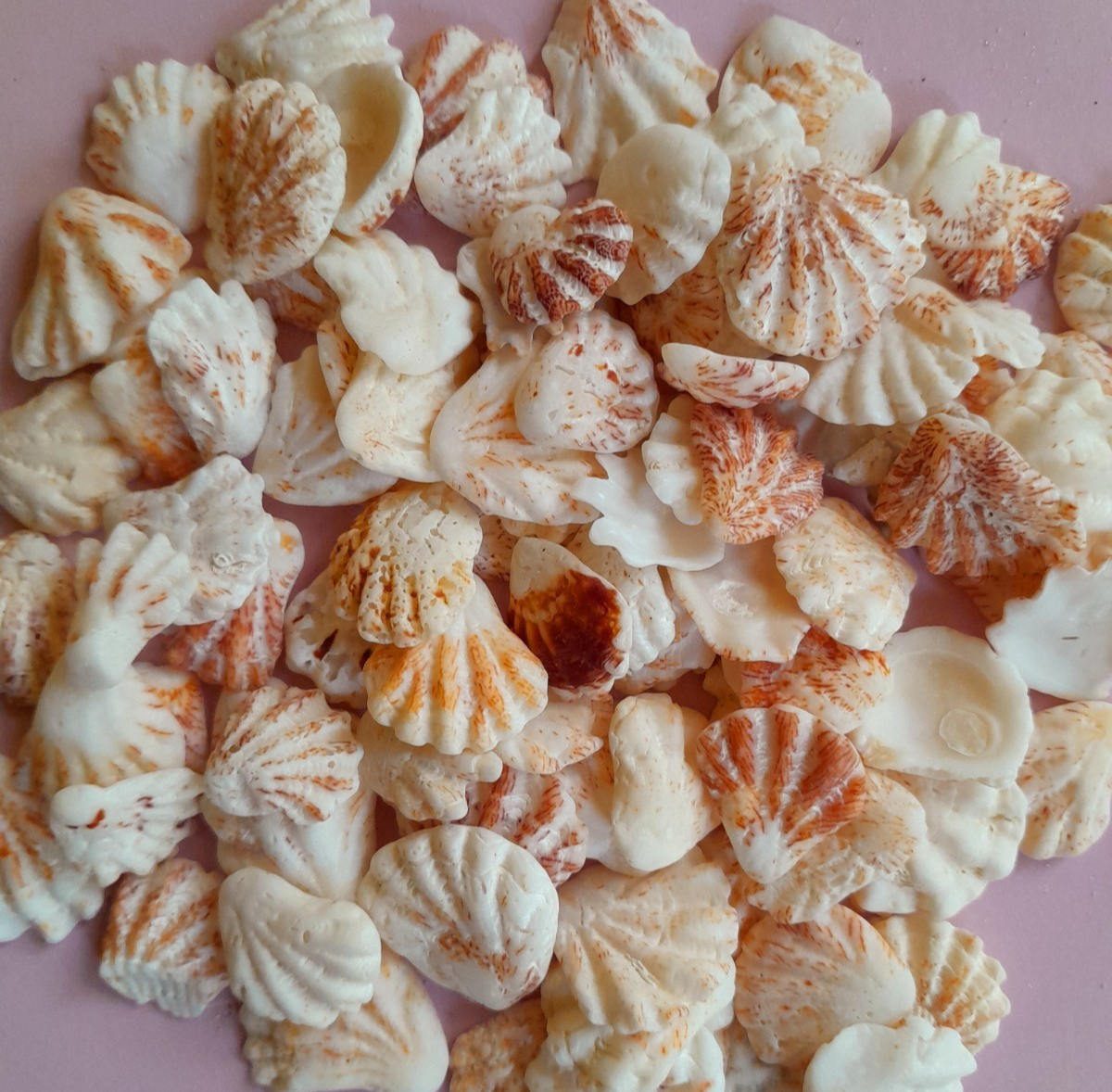 Kitty Paw Seashell LOT of 100 - Sanibel Island FL Kitten Paws 1/2" - 1 ...