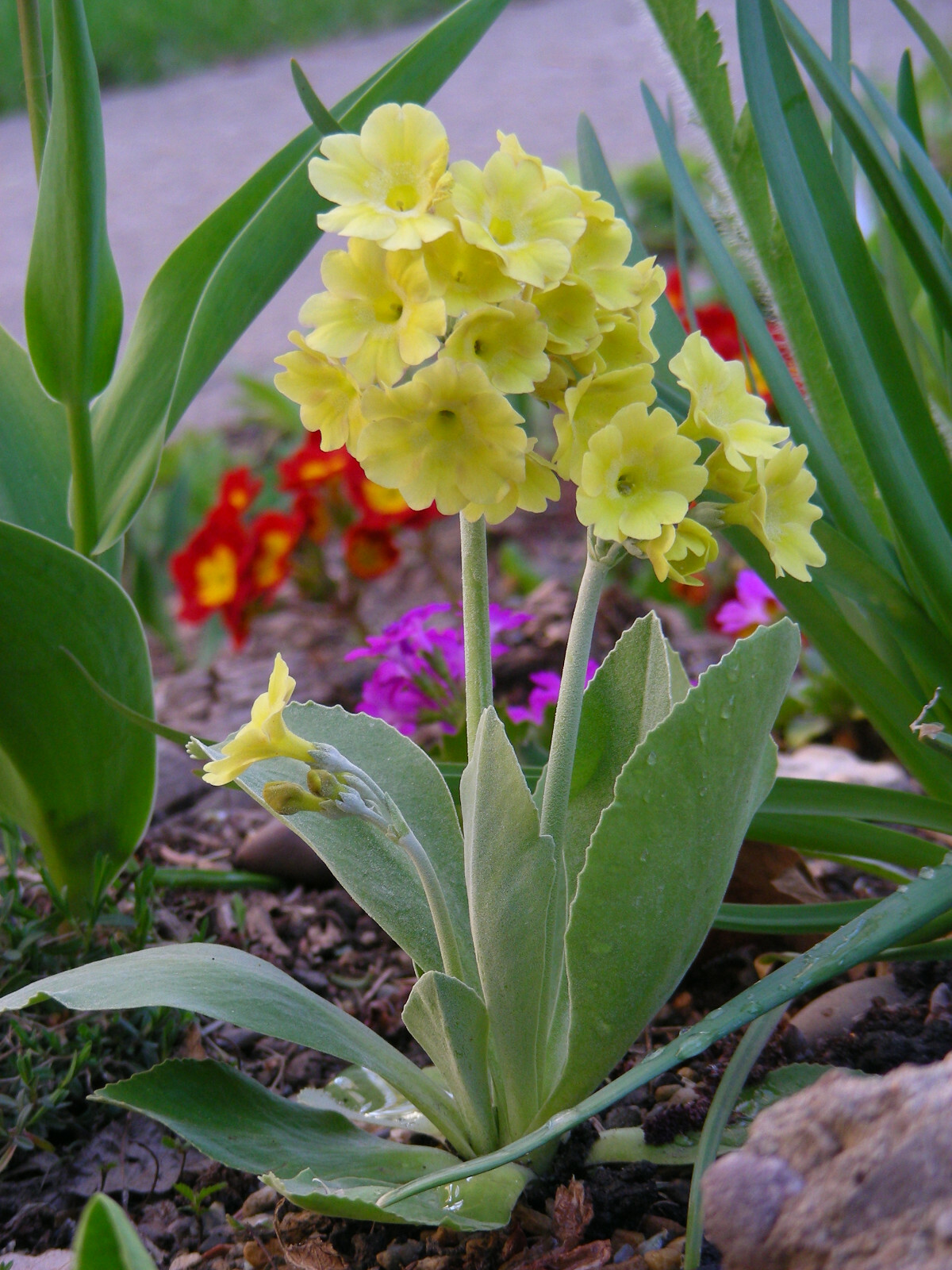 Garden or Border Auricula Seeds : Mixed Colours : Alpine Primula ...