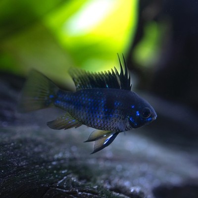 6 German Black Knight Ram Cichlids | Live Fish | U.S. Bred | eBay