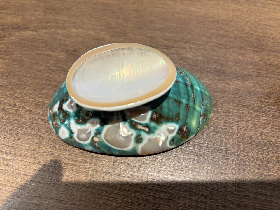 Set of Natural mother of pear Polished Abalone Shell Plate and Spoon ...