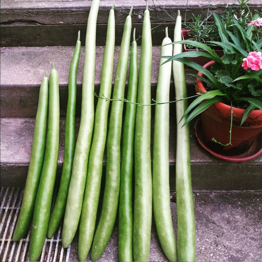 Cucuzza Squash Seeds | Cucuzzi Snake Gourd Tromboncino Opo Long Bottle ...