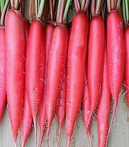 Golden Hills Farm Hybrid Red Mooli Radish long 500+ Seeds | eBay