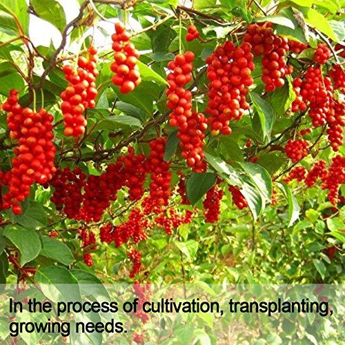 Wananfu - Schisandra Berry Dried 4oz - Schisandra Berry Tea/Schizandra ...