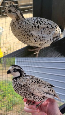 12+ Snowflake Bobwhite Quail Eggs | eBay