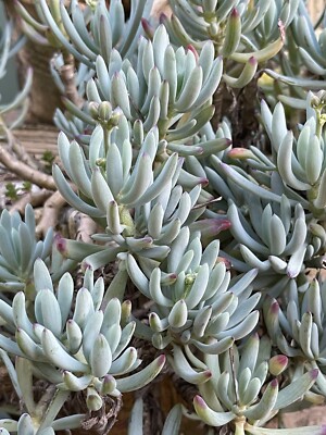 Senecio Serpens 'Dwarf Blue Chalk' Succulent Cutting X 1 | eBay Australia