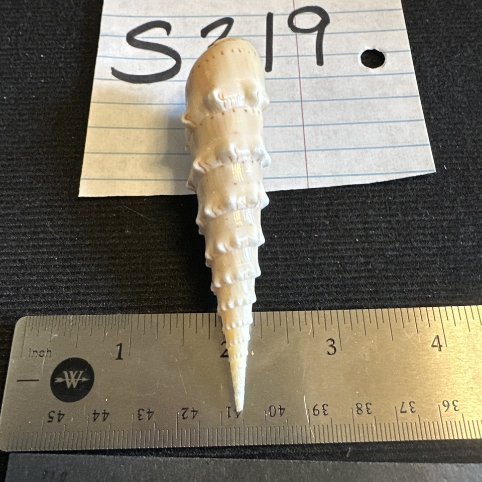 Seashell Terebra Crenulata Guam 1969 3.75” (S319) | eBay