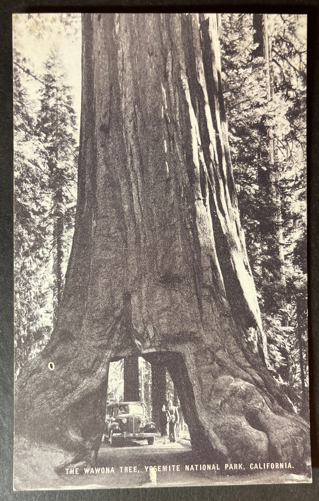 The Wawona Tree Yosemite National Park California printed Conoco ...