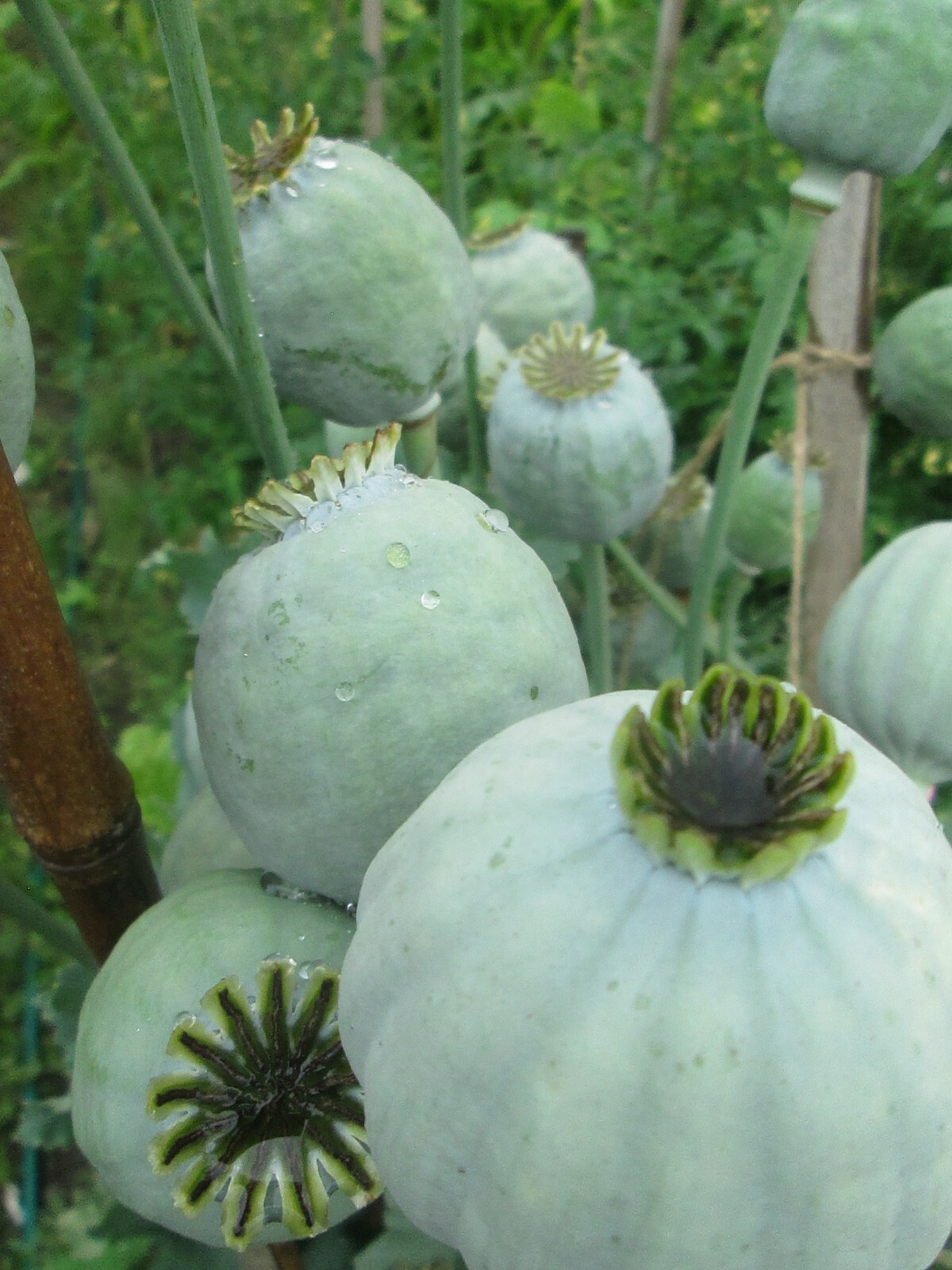 100 PAPAVER SETIGERUM SEEDS - POPPY OF TROY-THE GIANT POPPY - BUY 1 GET ...