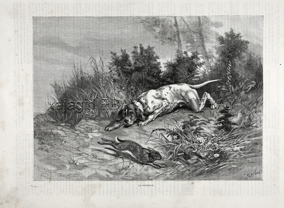 Dog Pointer Versus Rabbit in Hunting Scene, Large 1880s Antique Print ...