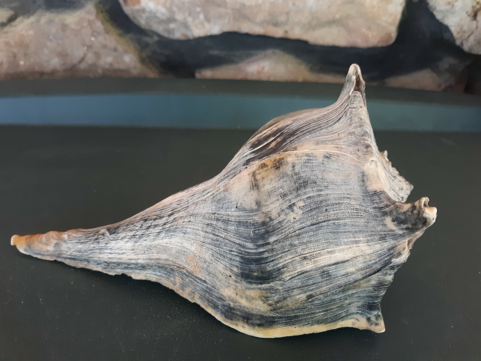 Conch Shell Natural Tritons Horn Seashell Shells Clam Large 10" x 5 ...