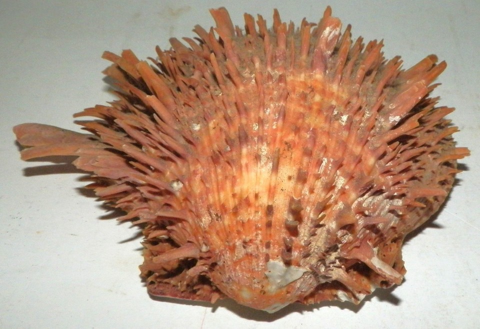 Orange Bearded Thorny Oyster Spondylus Seashell Shell 5" | eBay