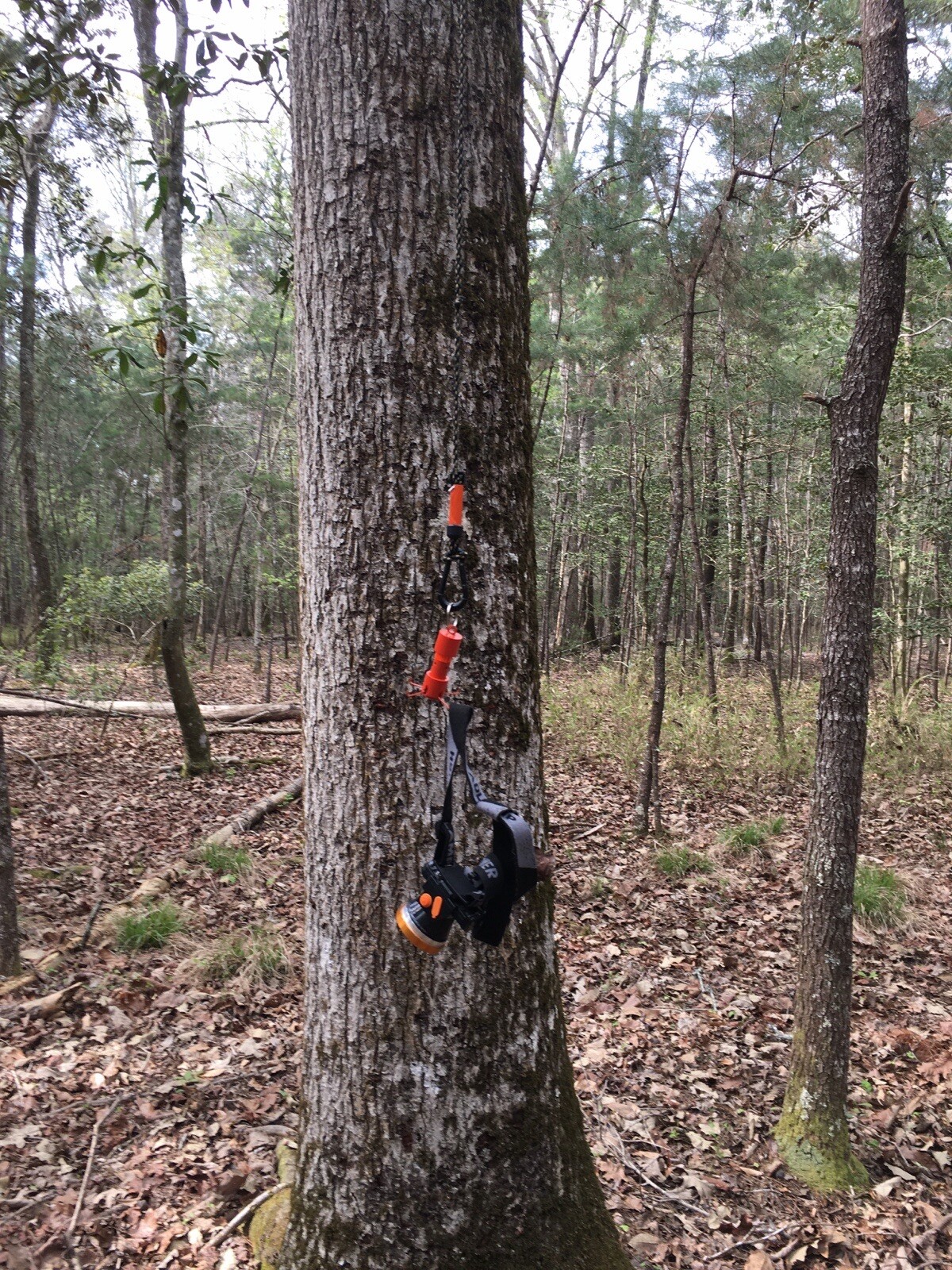 bow hunting tree stand deer hunting | eBay