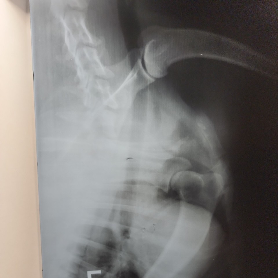 Animal X-Ray Film Negative Print - Canine Dog XRay Medical shoulder | eBay