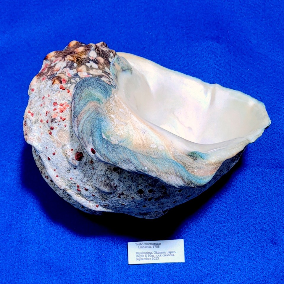 Turbo marmoratus 189mm Big Size Natural Turban Shell Sea shells | eBay