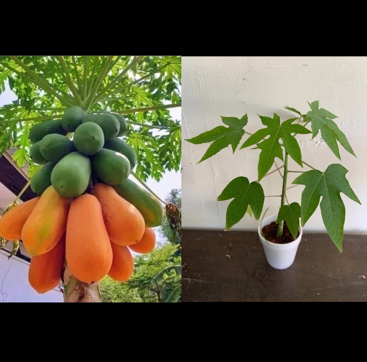Papaya Plant 7’ Carica Lechosa Organic Fruit | eBay