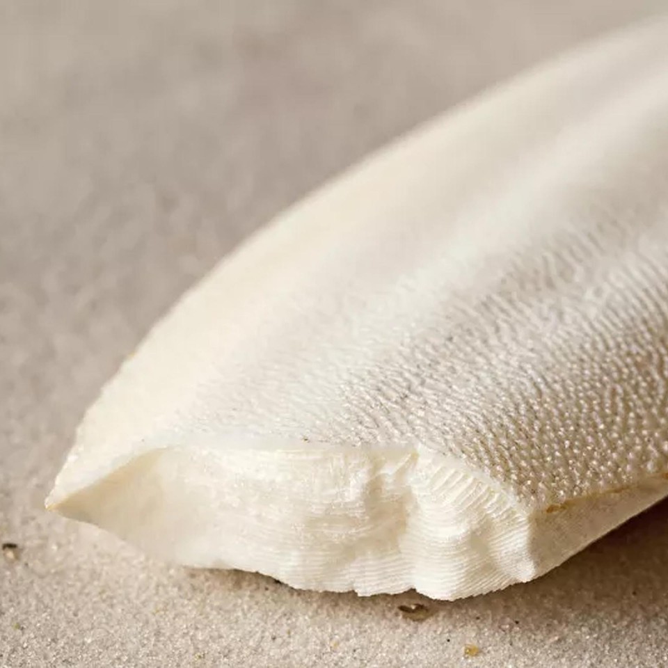 1 bag Cuttlebone Cuttlefish Bone Sepia Cuttle Fish Bird Pickstone ...