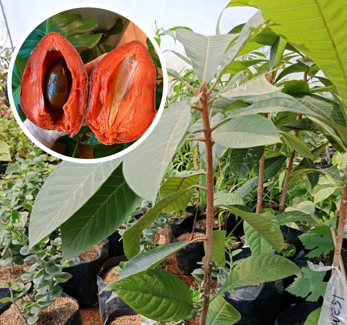 Mamey Sapote Flower Mamey Sapote Lebende Pflanzen (Pouteria Sapota)