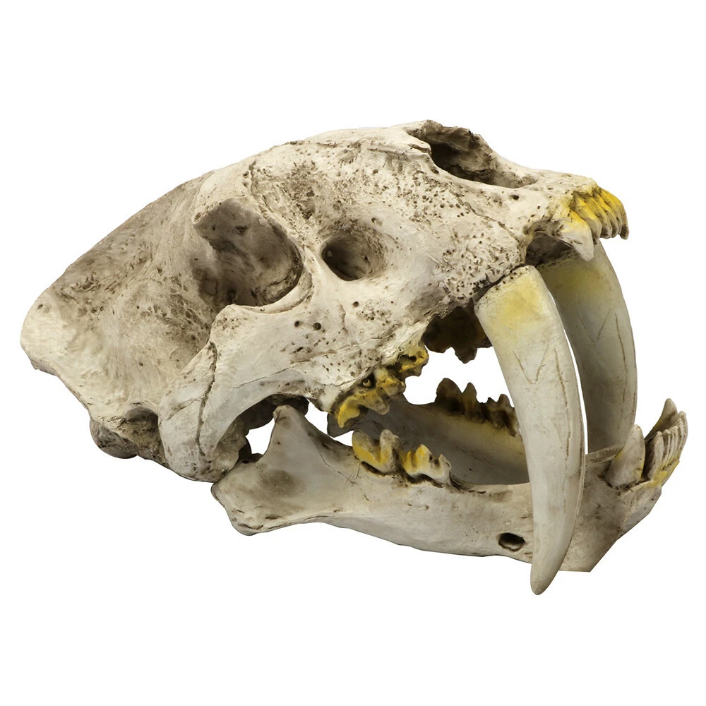 Saber Tooth Tiger Skull Front View