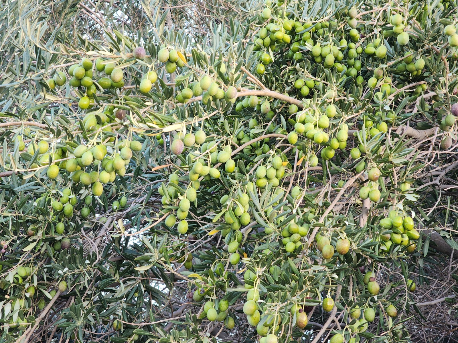 20 OLIVE TREE SEEDS GREEK - OLEA EUROPAEA 2023 FRESH HARVEST | eBay