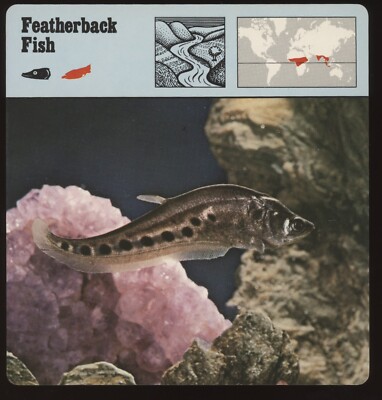 Featherback Fish Safari Cards Rencontre Fish | eBay