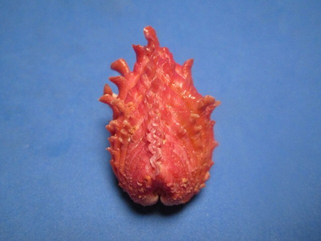 Cardita crassicosta (Lamarck, 1819) "PINKISH-RED" (42.7mm) | eBay